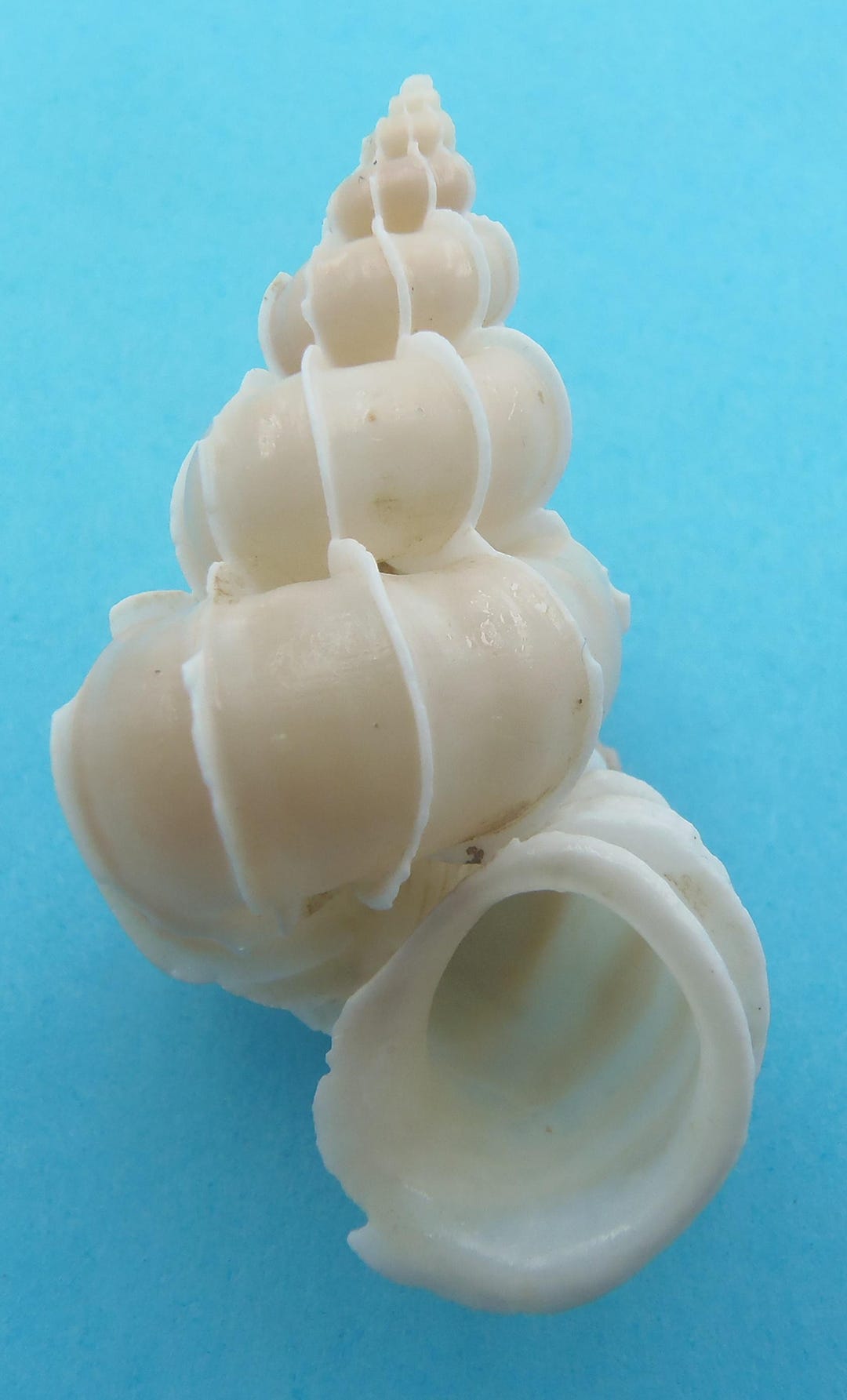 Seashells Precious Wentletrap Epitonium Scalare - Etsy