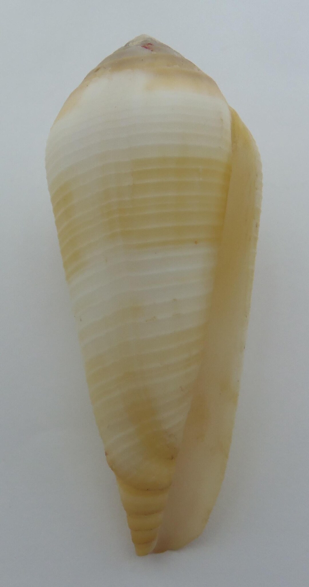 Seashells Cone Snails Conus Terebra - Etsy