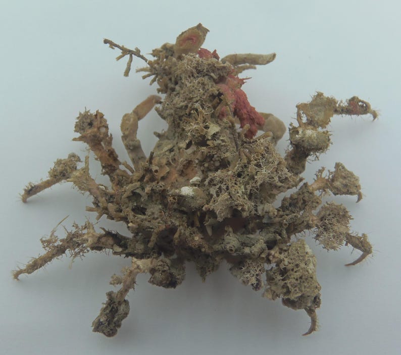 Preserved Crab Specimen Crab Prismatopus Longispinus Marine Taxidermy ...