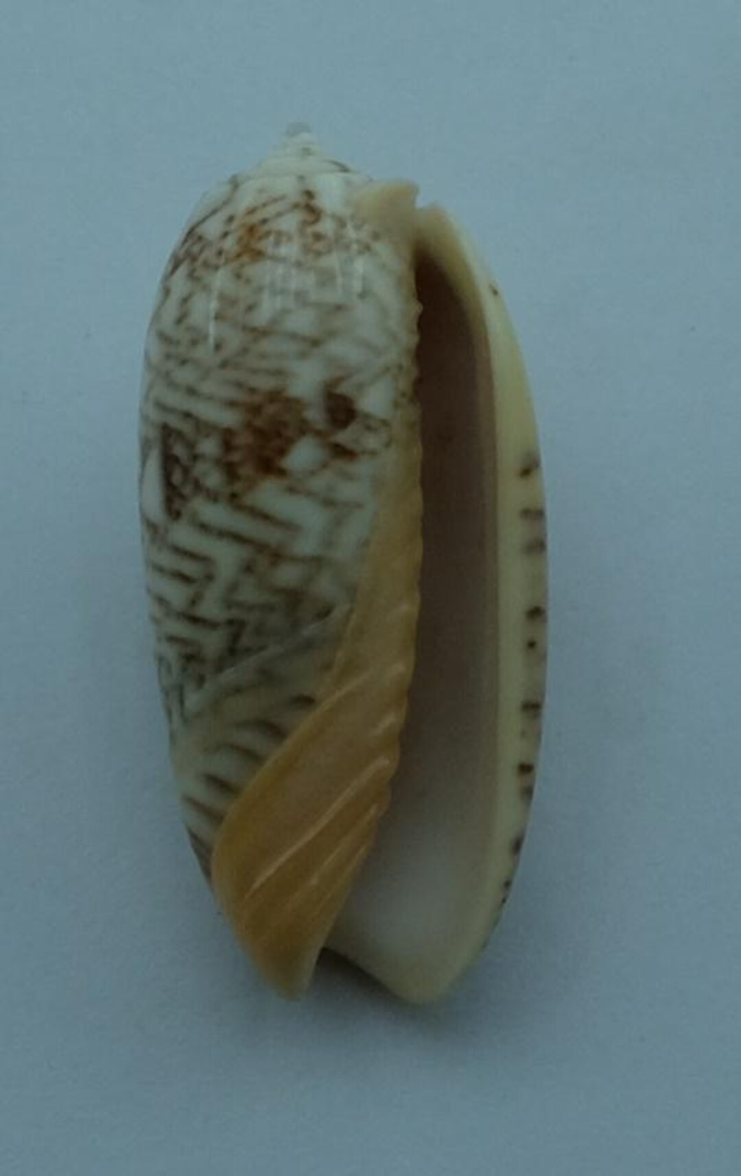 Seashells Blood Olive Oliva Reticulata F. Zebra - Etsy