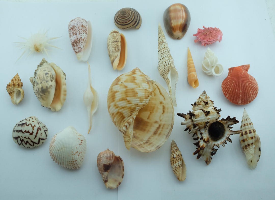Preserved Real Marine Specimens Lot 93175 Assorted Philippine Shells ...