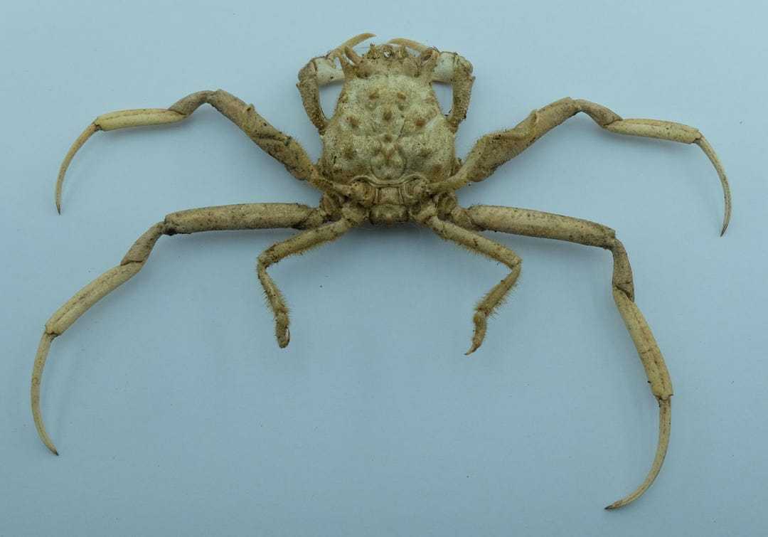 Preserved Crab Specimen Samurai Crab Dorippe Quadridens Marine ...