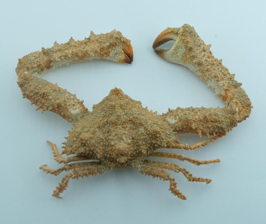 Preserved Crab Specimen Elbow Crab Garthambrus Stellatus Marine ...