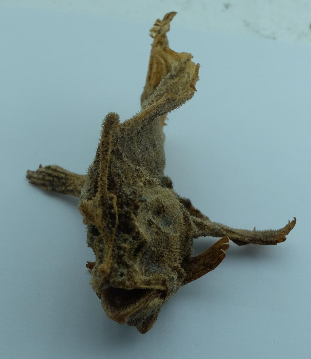 Warty Frogfish Antennarius Maculatus Fish Taxidermy Oddities - Etsy