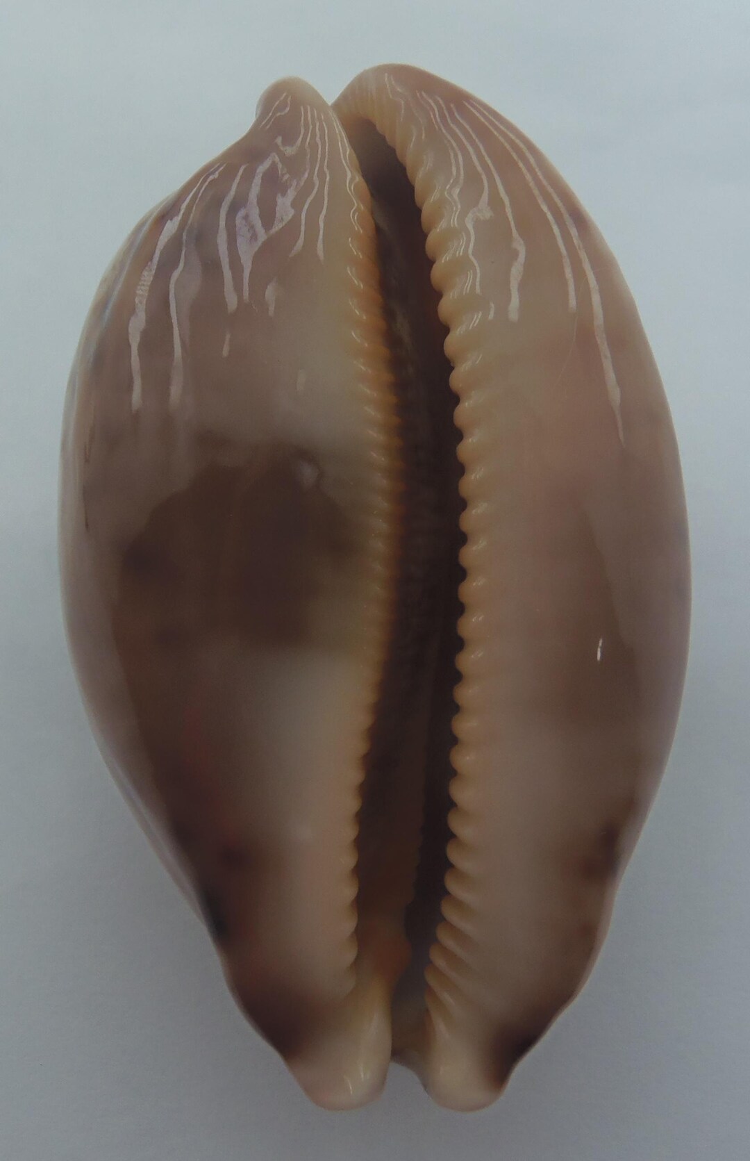 Seashells Map Cowry Leporicypraea Mappa - Etsy