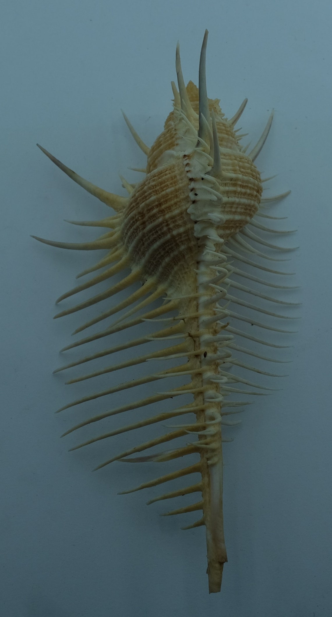 Philippine Murex Shells Assorted Murex Shells Oddities Taxidermy - Etsy