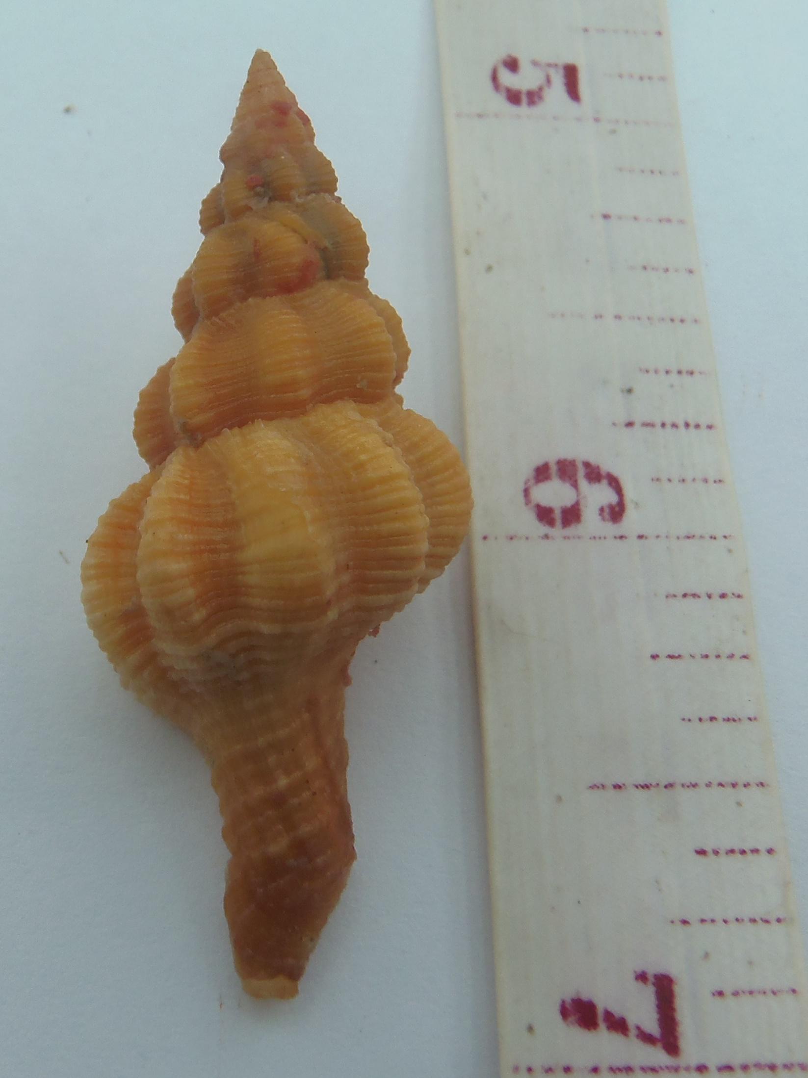 Seashells Spindle Snails Fusolatirus Paetelianus - Etsy