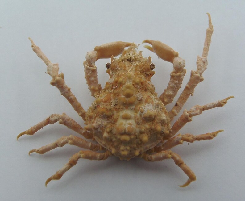Preserved Crab Specimen Spider Crab Tiarinia Cornigera Marine Taxidermy ...