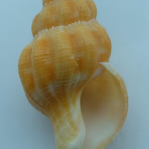 Seashells Spindle Snails Fusolatirus Sarinae - Etsy