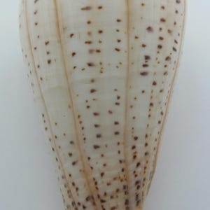 Seashells Surat Cone Conus Suratensis - Etsy