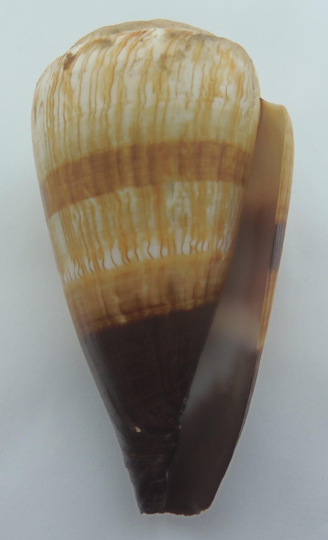 Seashells Soldier Cone Conus Miles - Etsy