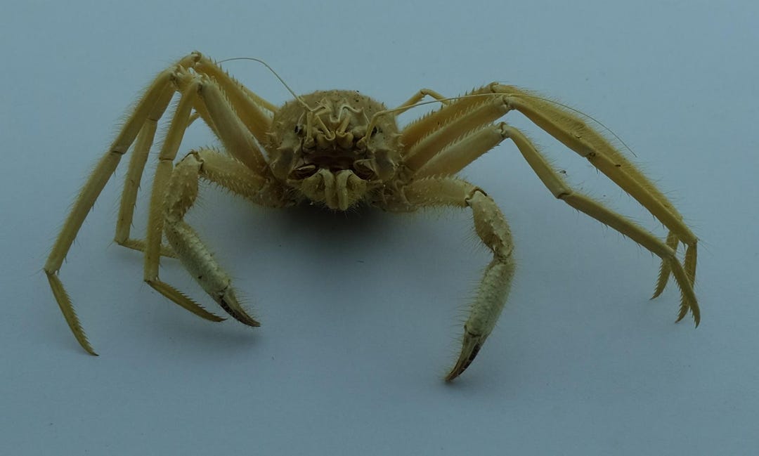 Preserved Crab Specimen Deepwater Crab Lamoha Murotoensis Marine ...