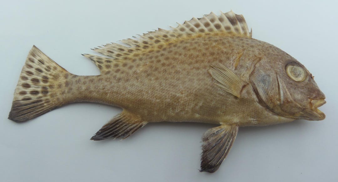 Painted Sweetlips Diagramma Pictum Fish Taxidermy Oddities - Etsy