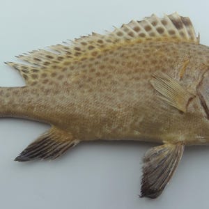 Painted Sweetlips Diagramma Pictum Fish Taxidermy Oddities - Etsy