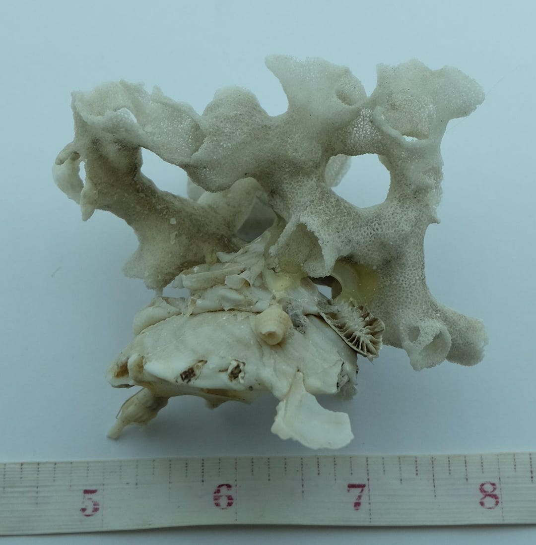 Seashells Carrier Shell Xenophora Pallidula W/ Farea Occa Glass Sponge ...