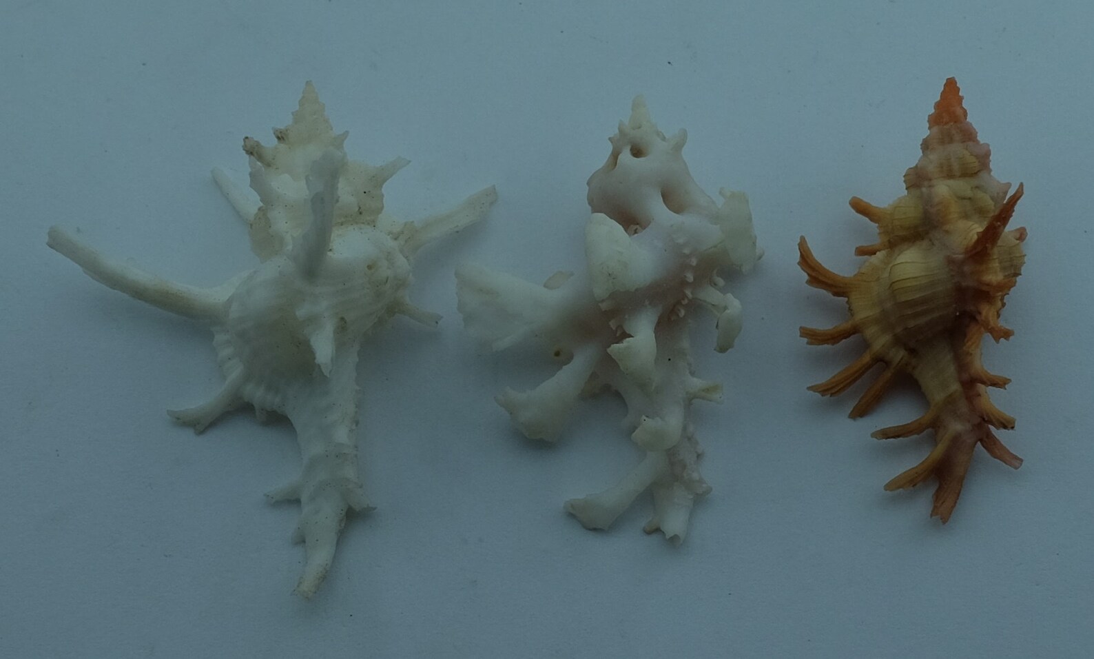 Philippine Murex Shells Assorted Murex Shells Oddities Taxidermy - Etsy