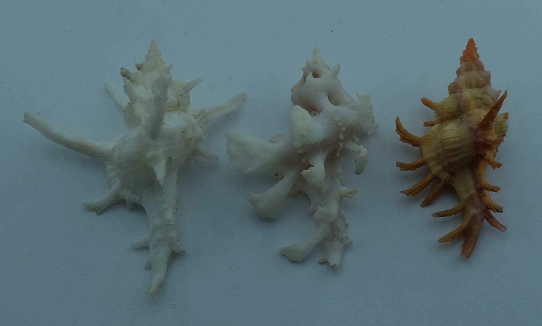 Philippine Murex Shells Assorted Murex Shells Oddities Taxidermy - Etsy