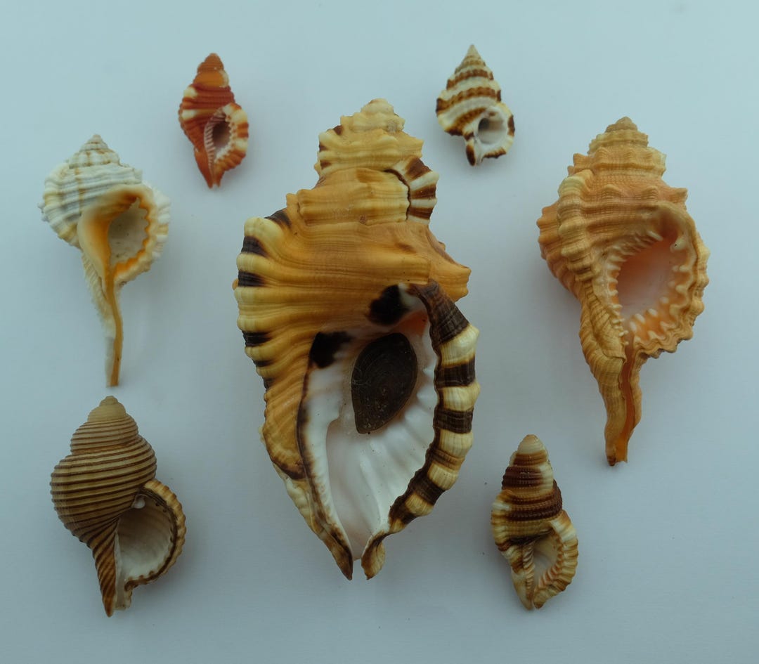 Philippine Triton Shells Assorted Cymatiidae Shells Oddities Taxidermy ...
