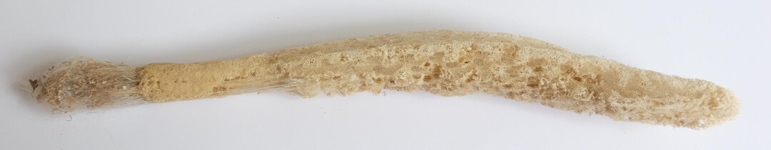 Glass Rope Sponge Hyalonema Sp. Oddities Taxidermy - Etsy