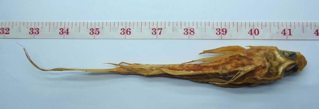 Long-tail Dragon Callionymus Neptunius Fish Taxidermy Oddities - Etsy