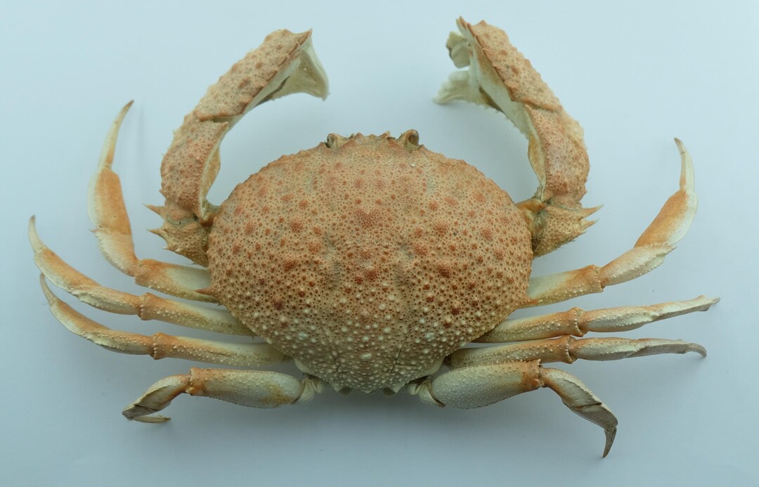 Box Crab Mursia Aspera Crab Taxidermy Oddities - Etsy