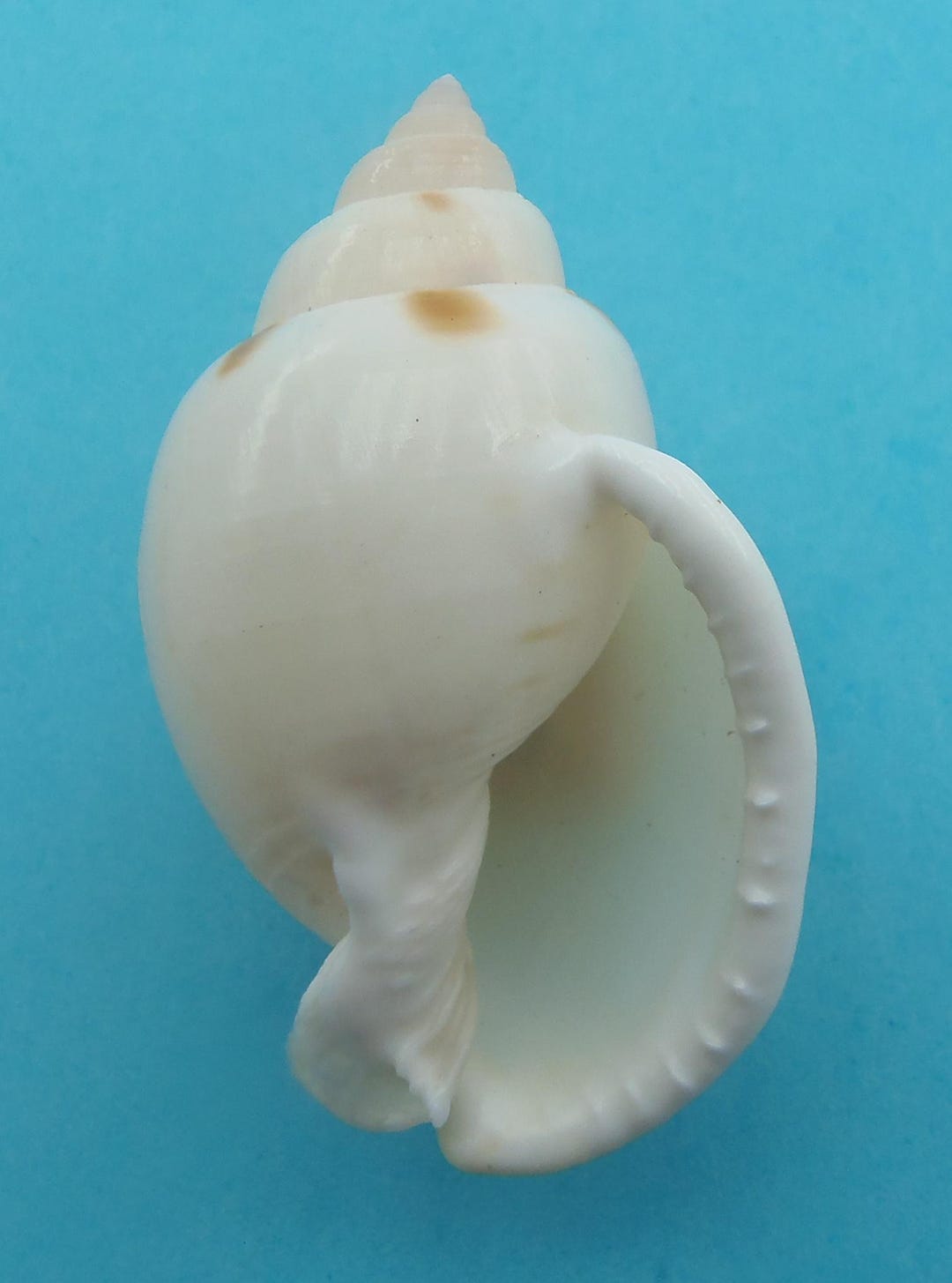 Seashells Bonnet Snails Semicassis Glabrata - Etsy