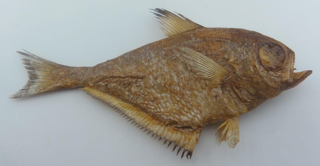 Silver Sweeper Pempheris Oualensis Fish Taxidermy Oddities - Etsy