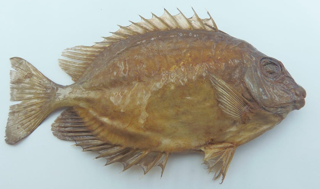 Orange-spotted Spinefoot Siganus Guttatus Fish Taxidermy Oddities - Etsy