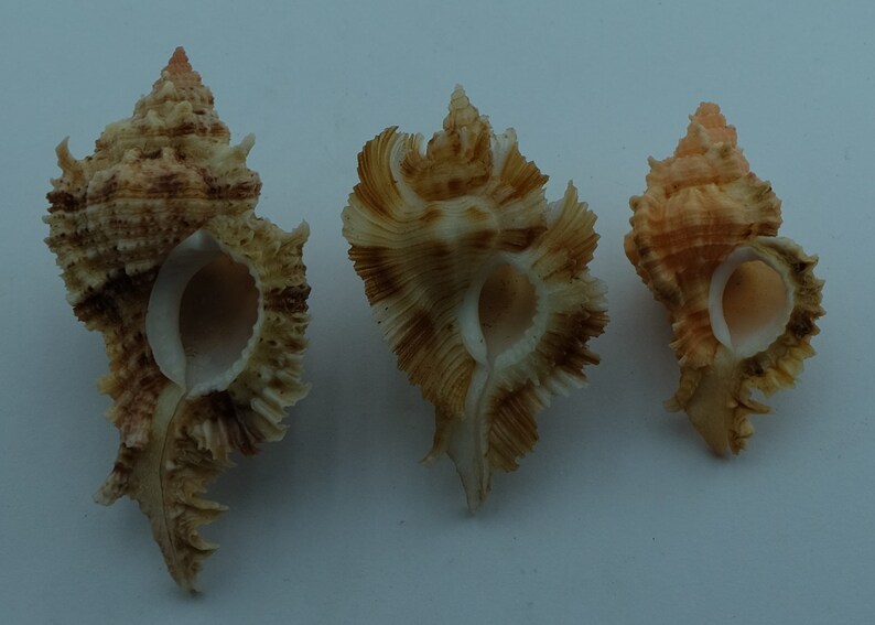 Philippine Murex Shells Assorted Murex Shells Oddities Taxidermy - Etsy