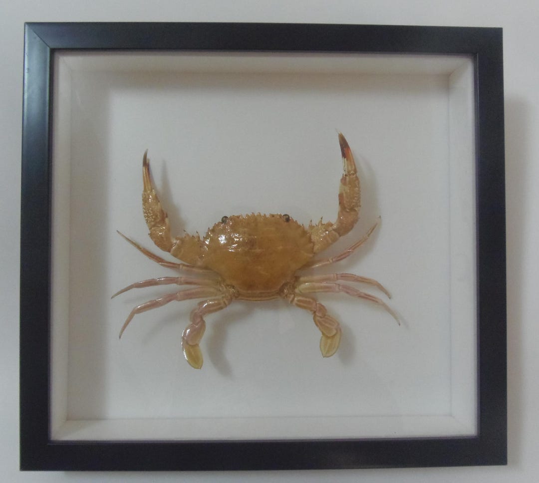 Preserved Crab Specimen Indo- Pacific Crab Swimming Crab Charybdis ...