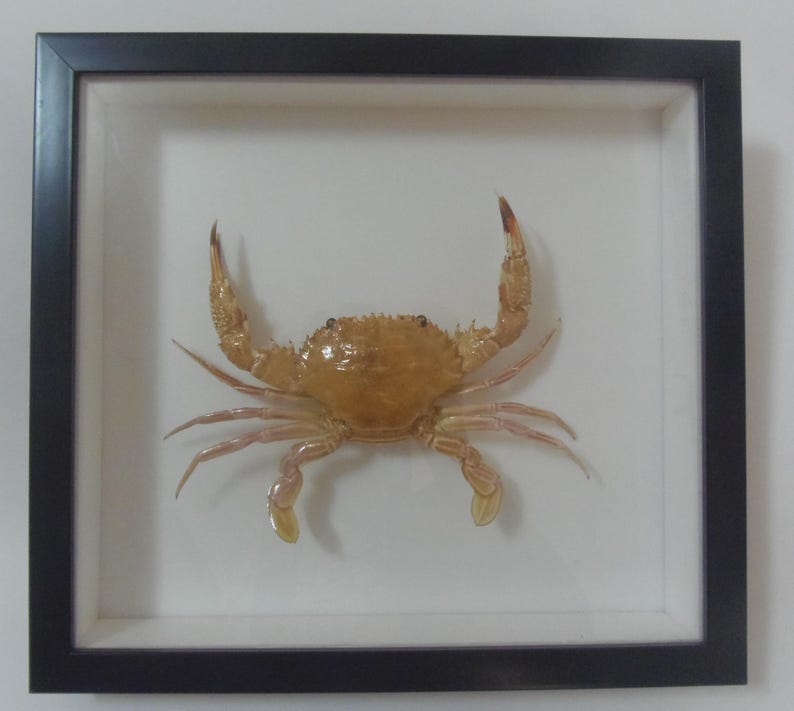 Preserved Crab Specimen Indo- Pacific Crab Swimming Crab Charybdis ...