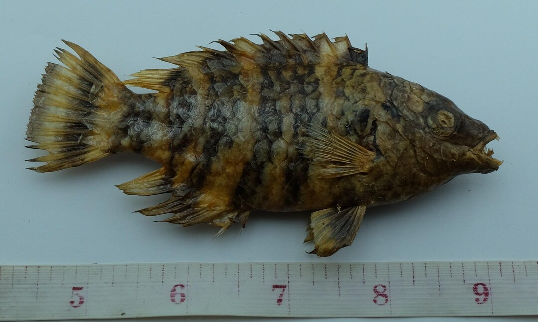 Freeze Dried Fish Specimen Taxidermy Real Preserved Decor Gift Banded ...