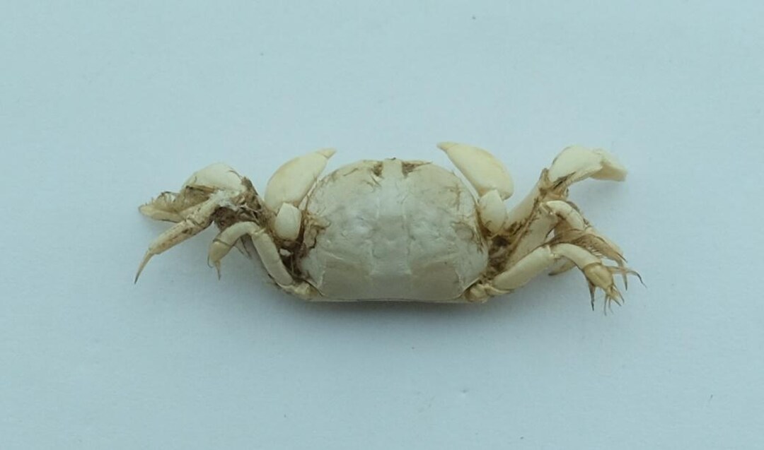 Preserved Crab Specimen Crab Typhlocarcinops Ocularius Marine Taxidermy ...