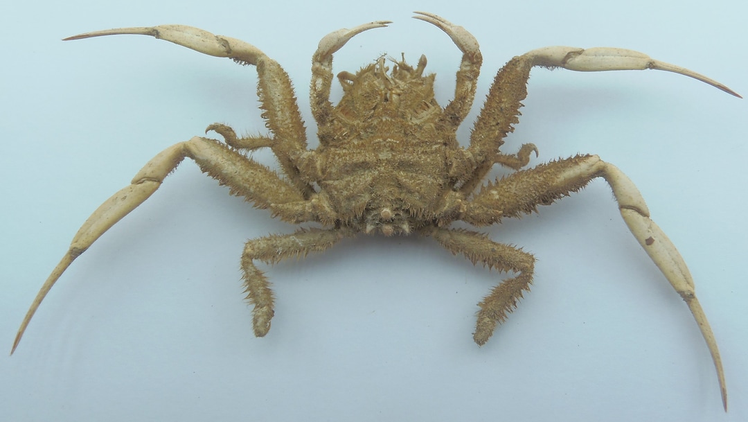 Samurai Crab Dorippe Quadridens Crab Taxidermy Oddities - Etsy