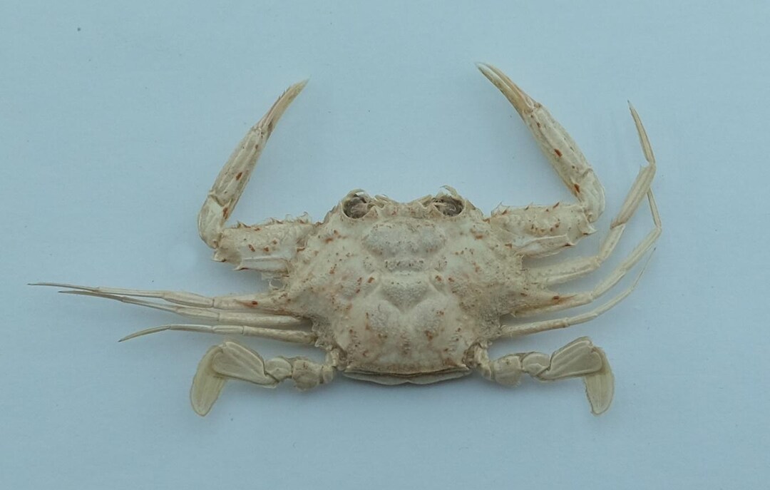 Preserved Crab Specimen Crab Xiphonectes Subtilis Marine Taxidermy ...