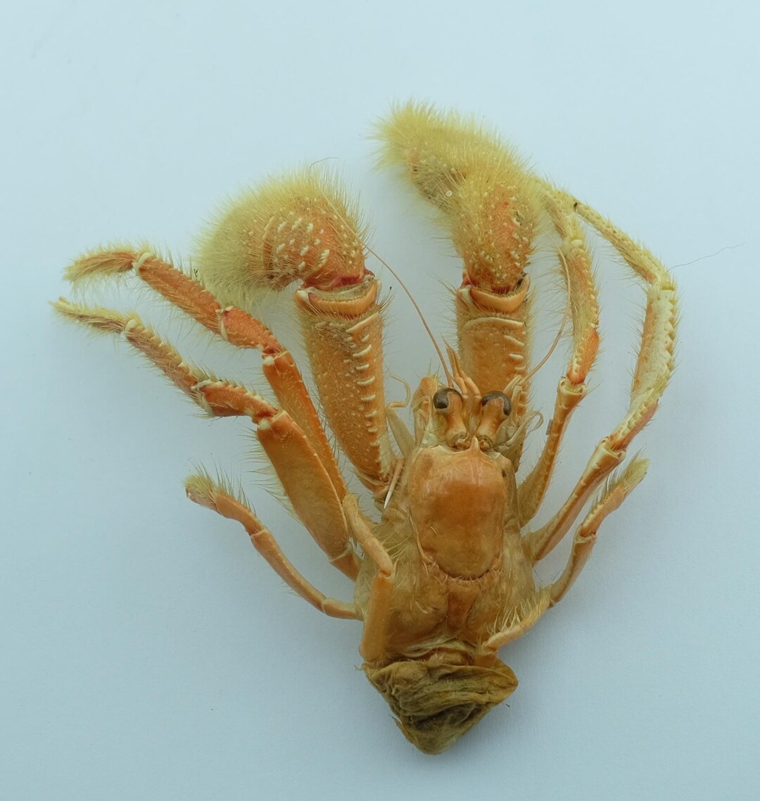 Preserved Crab Specimen Hermit Crab Paguropsis Gigas Marine Taxidermy ...