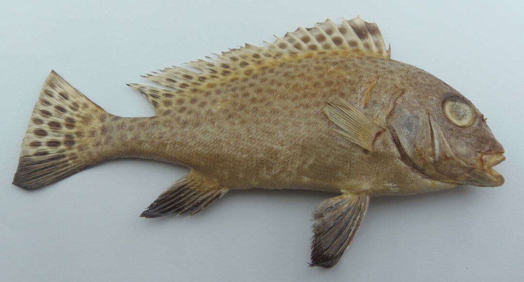 Painted Sweetlips Diagramma Pictum Fish Taxidermy Oddities - Etsy