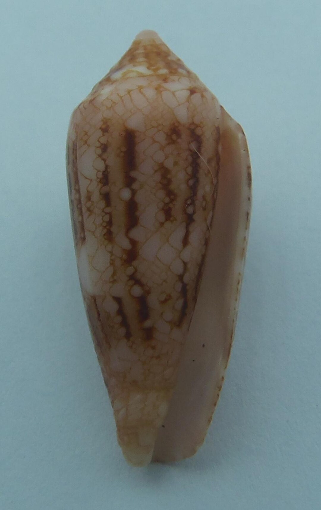 Seashells Ambassador Cone Conus Legatus - Etsy