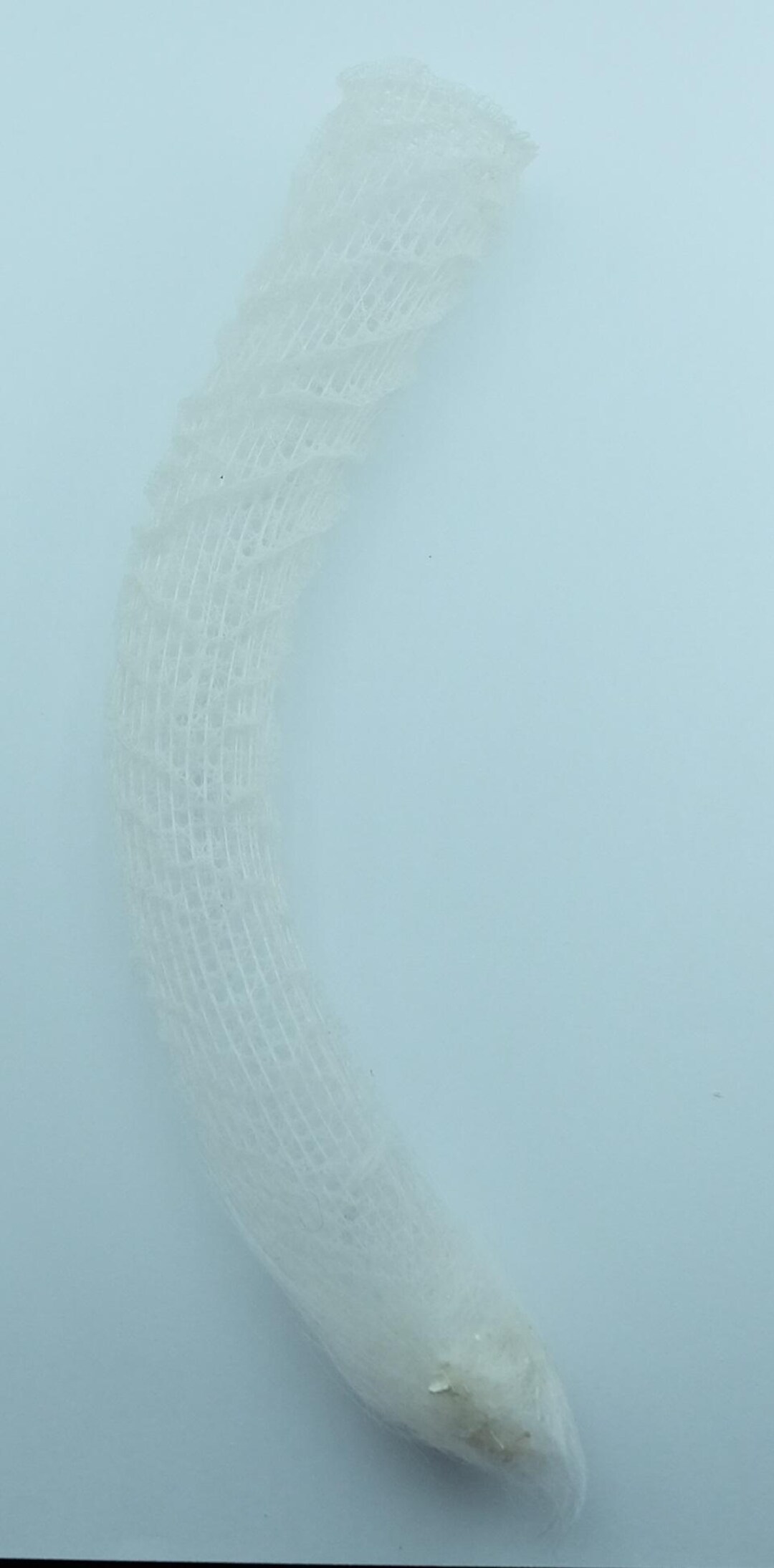 Venus Flower Basket Euplectella Aspergillum Oddities Taxidermy - Etsy