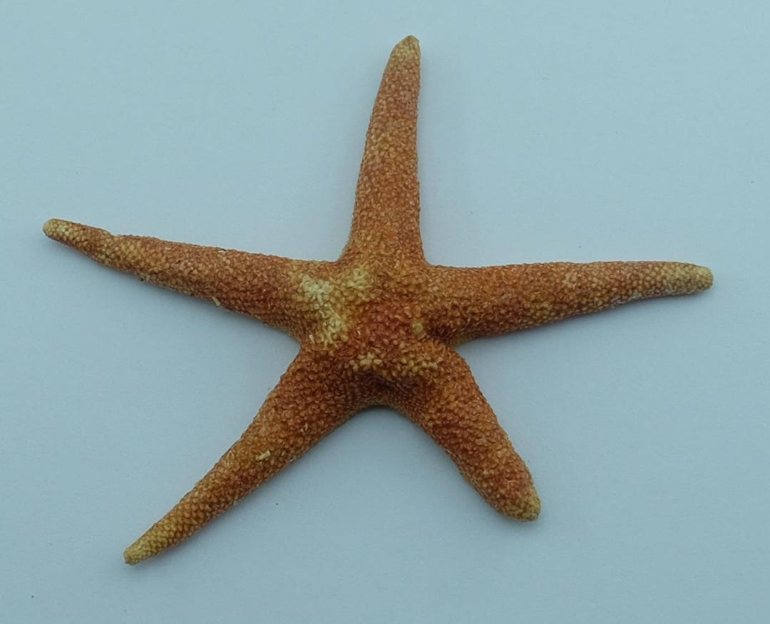 Echinoderms Many-pored Sea Star Fromia Polypora Taxidermy Oddities - Etsy