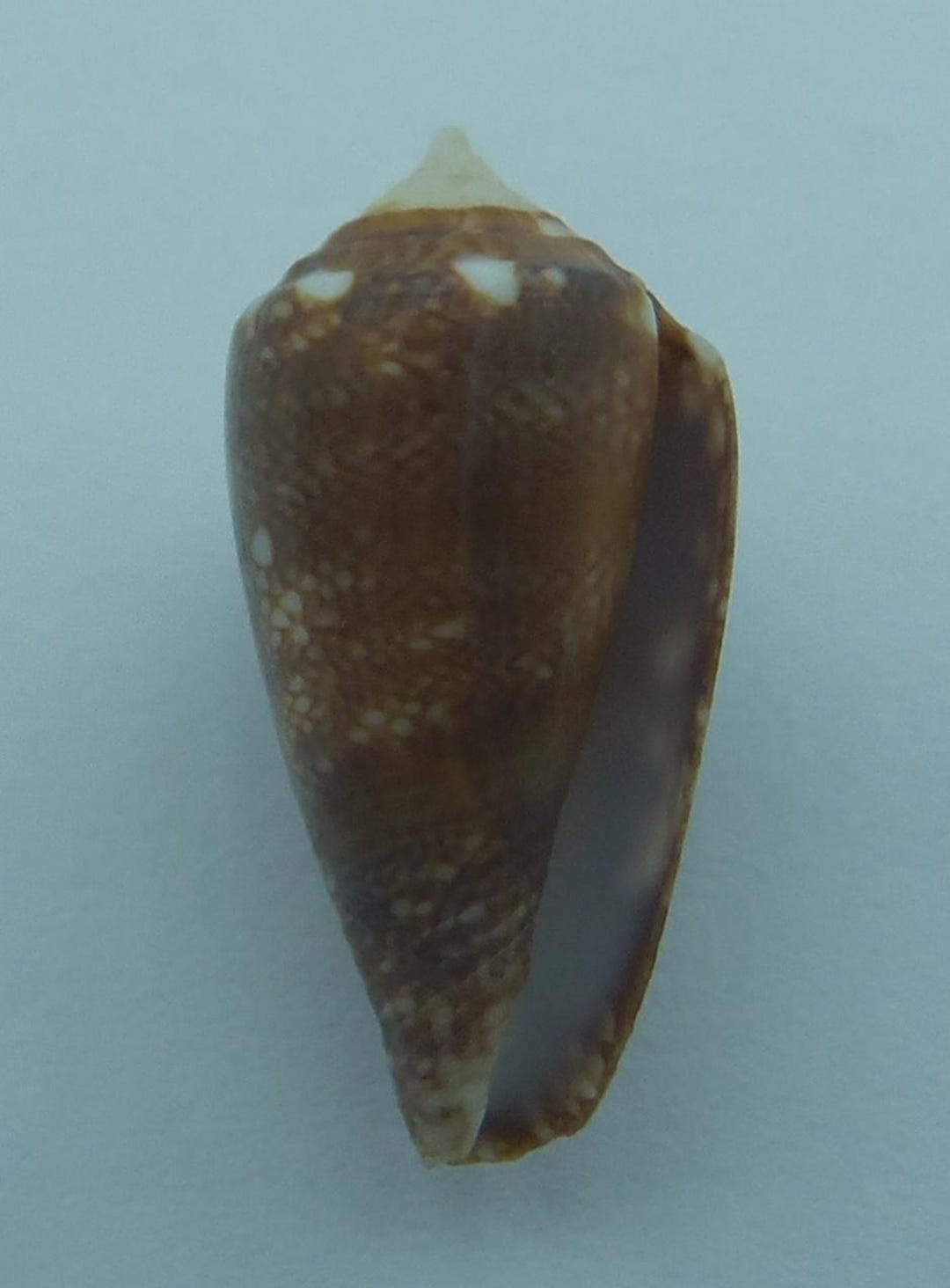 Seashells Cone Snails Conus Barbieri - Etsy