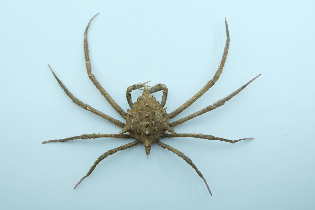 Spider Crab Doclea Armata Crab Taxidermy Oddities - Etsy