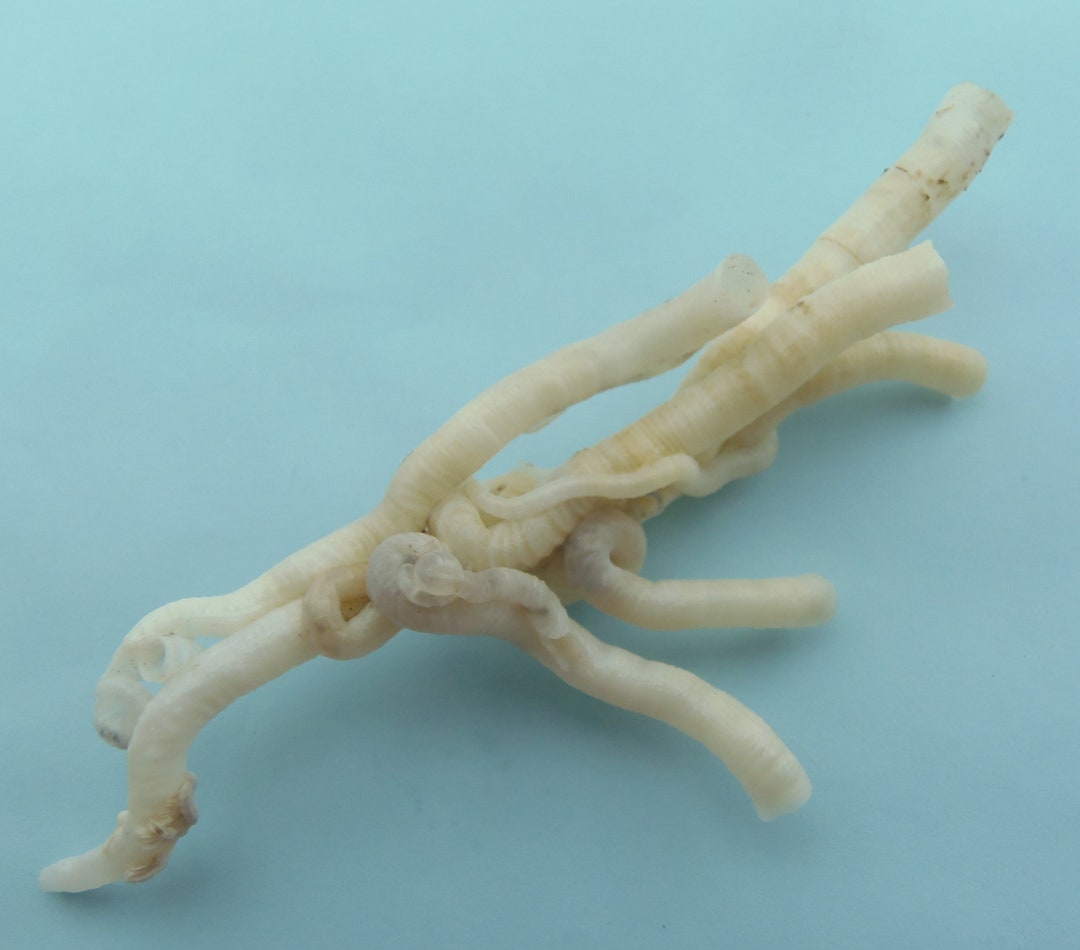 Seashells Wormshell Serpulorbis Roussaei - Etsy