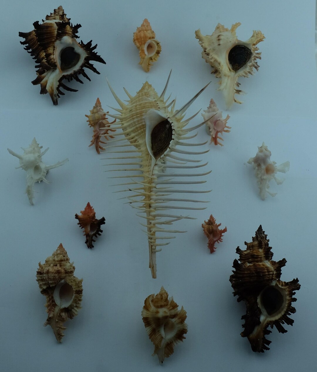 Philippine Murex Shells Assorted Murex Shells Oddities Taxidermy - Etsy