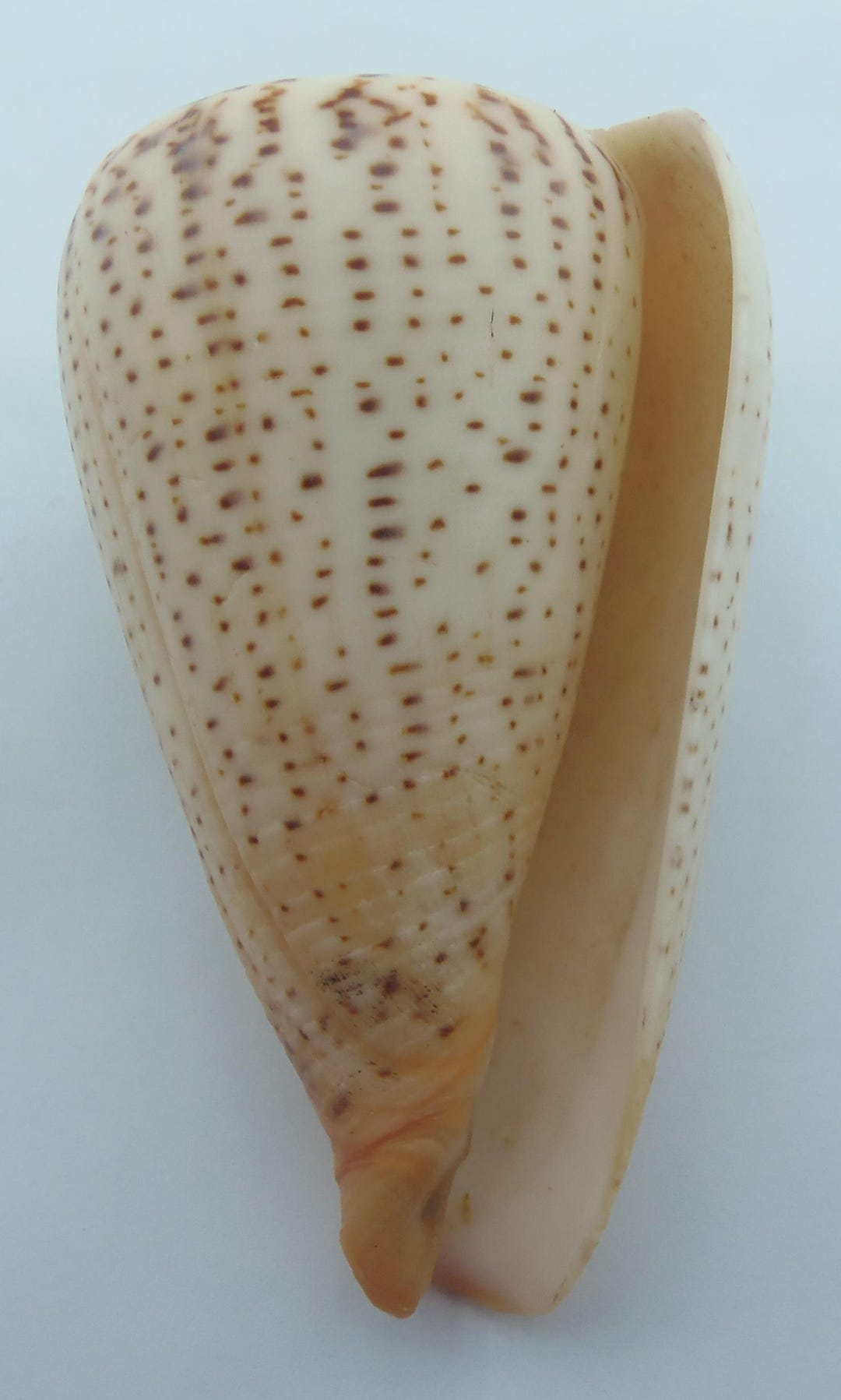 Seashells Surat Cone Conus Suratensis - Etsy