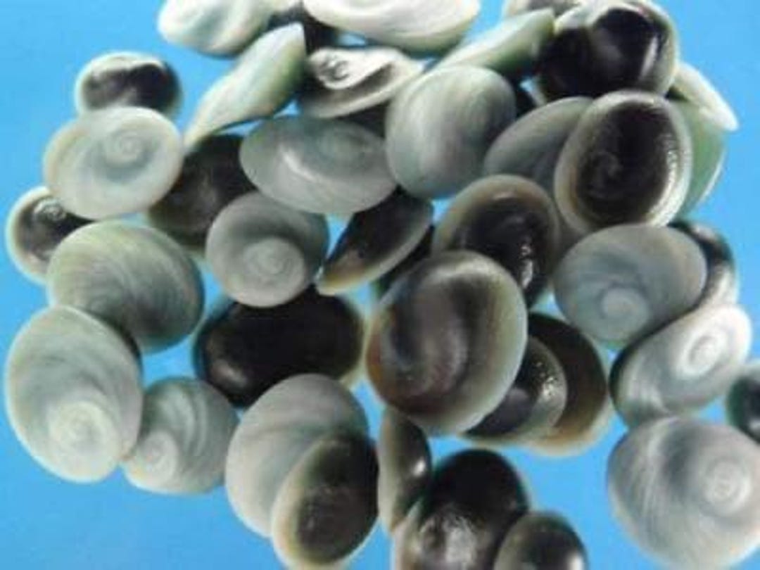 Seashells Supplies for Crafts DIY Jewelry, Resin Coastal Ocean Decor ...