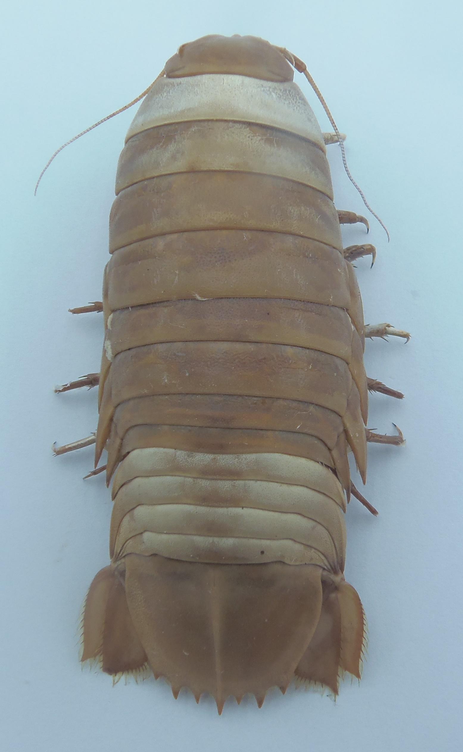 Giant Isopod Bathynomus Doederleinii Crab Taxidermy Oddities - Etsy