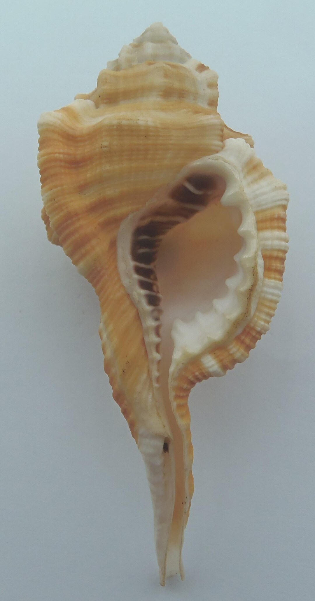 Seashells Triton Shell Ranularia Testudinaria - Etsy