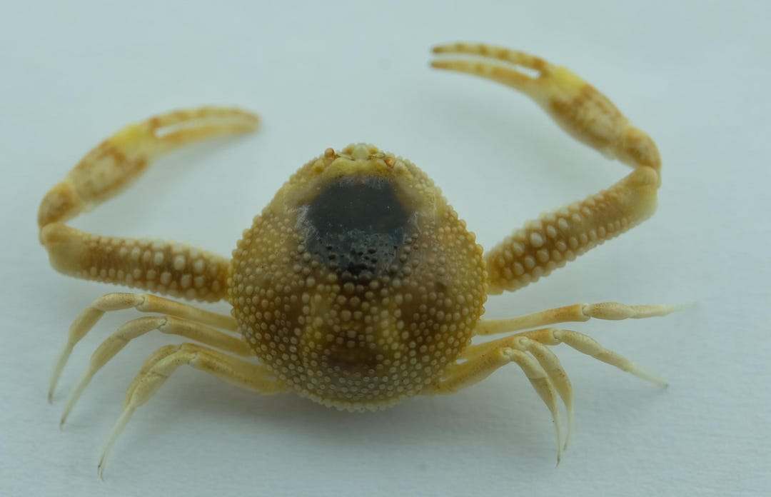 Preserved Crab Specimen Crab Ryphila Sp. Marine Taxidermy Curiosities ...