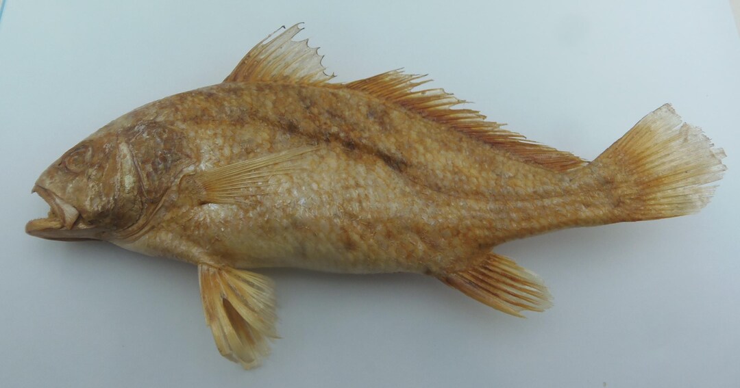 One-spot Snapper Lutjanus Monostigma Fish Taxidermy Oddities - Etsy